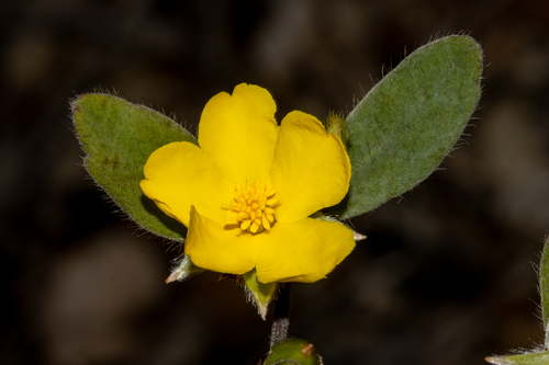 Hibbertia quadricolor · iNaturalist United Kingdom