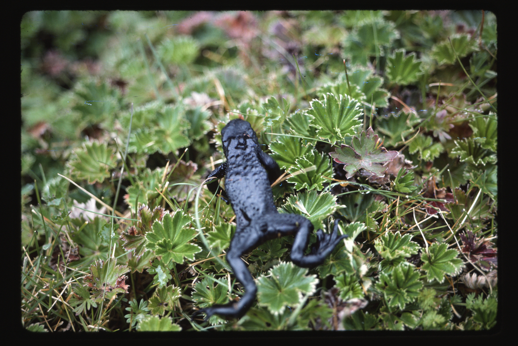 Sad harlequin frog in October 1976 by Jef Boeke · iNaturalist