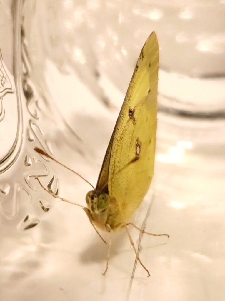 Clouded Sulphur from Syracuse, NY 13210, USA on September 22, 2023 at ...
