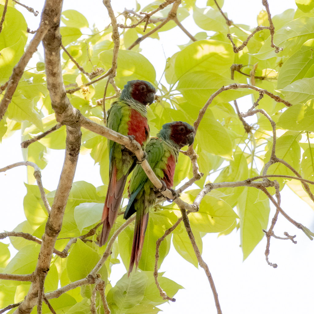 Pfrimer's Parakeet in September 2023 by NINA WENÓLI · iNaturalist