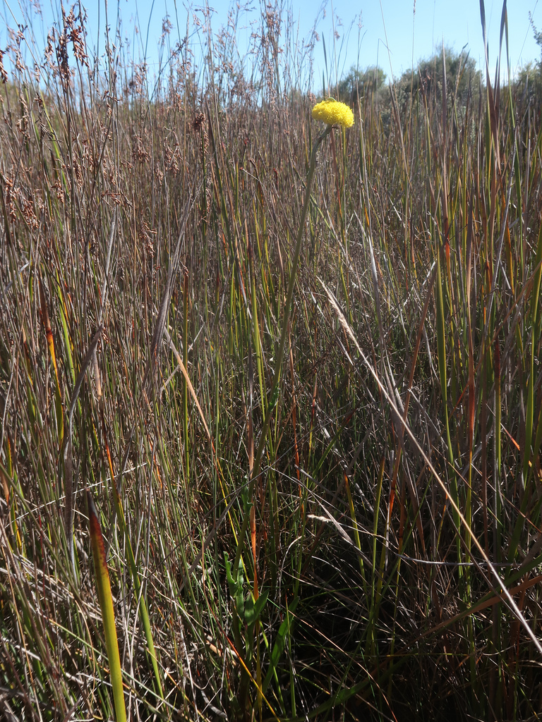 Craspedia paludicola from Boobyalla Conservation Area, Tomahawk TAS ...