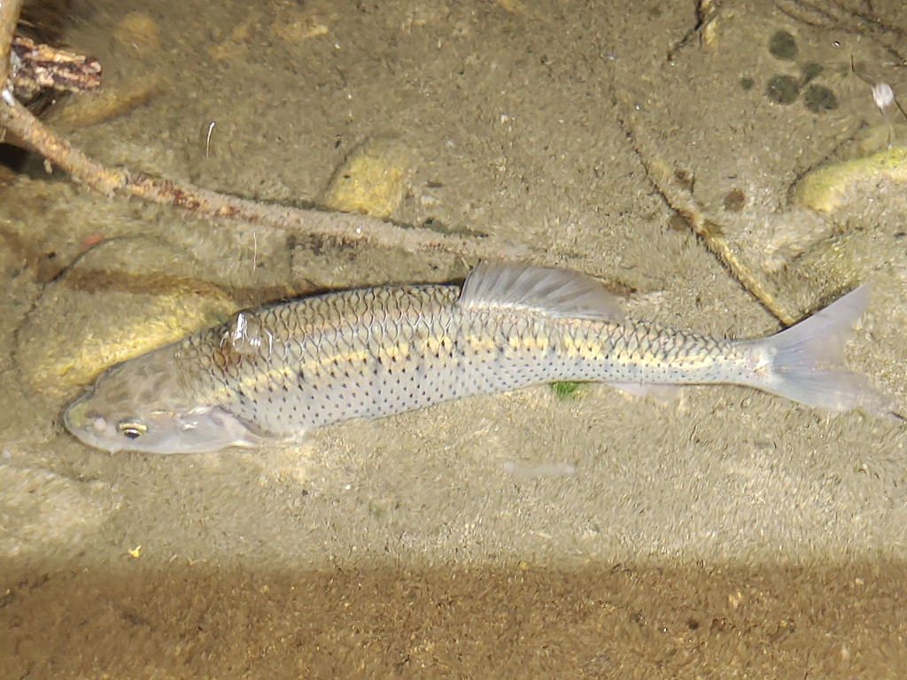 Opsarius bendelisis from 7XP9+HC, Chandrabani, Dehradun, Mehu Wala Mafi ...