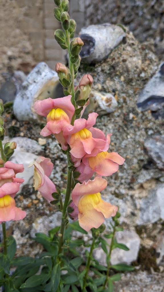 Snapdragon from Binham, UK on September 21, 2023 at 08:17 AM by ...