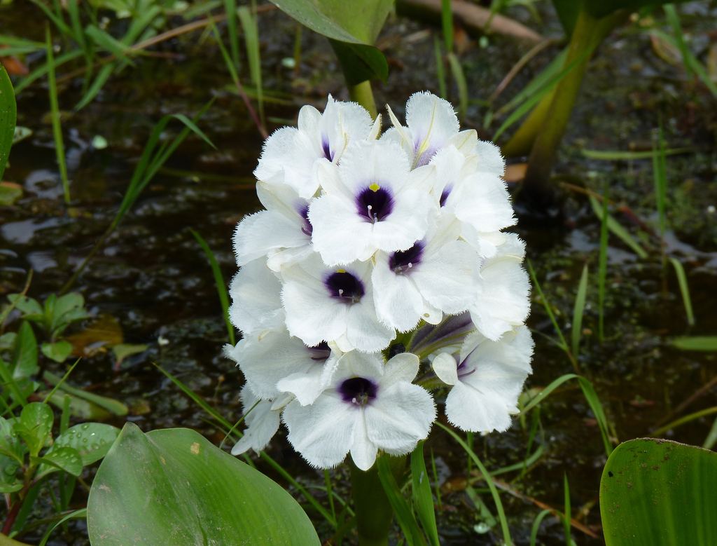 anchored water hyacinth from La Bélgica, Bolivia on January 7, 2013 at ...