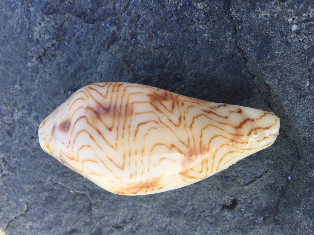 Wavy Volute from Tasmania, Waterhouse, TAS, AU on September 24, 2023 at ...