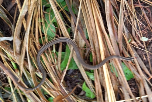 Road Guarder (Conophis lineatus) - Snakes and Lizards