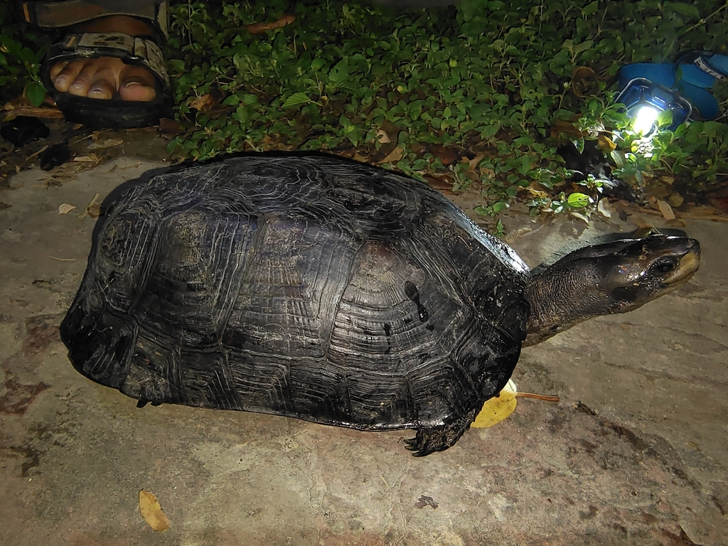 Indian Black Turtle in June 2023 by Aditya Satish · iNaturalist