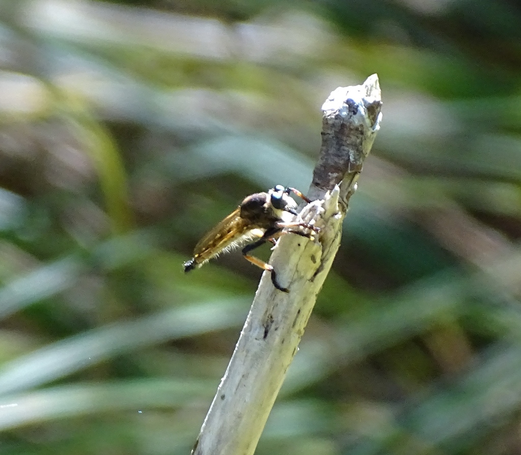 Red-footed Cannibal Fly from Scioto County, OH, USA on September 23 ...