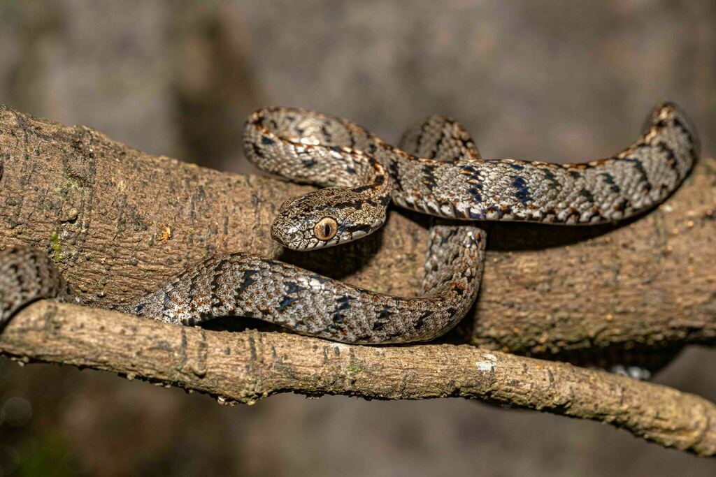 Many-banded Cat Snake from Tarauli, Uttarakhand 248197, Indien on ...