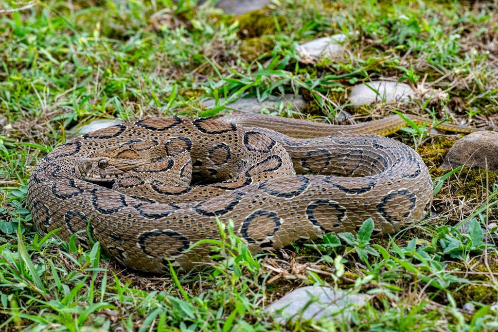 Russell's Viper from Hrishikesh, Uttarakhand, Indien on September 24 ...