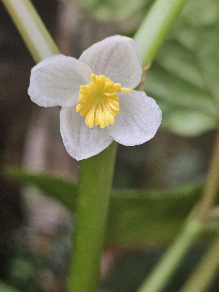 Begonia longifolia from 314台灣新竹縣23 on September 25, 2023 at 09:35 AM by ...