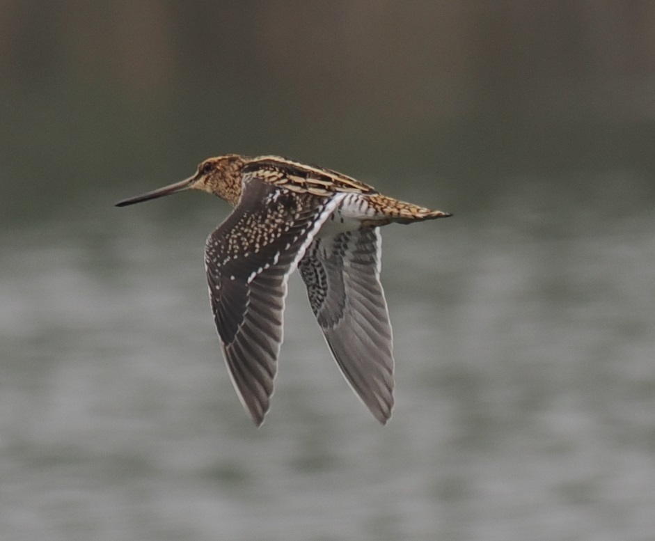 Common Snipe from Shunyi District, Beijing, China on September 17, 2023 ...