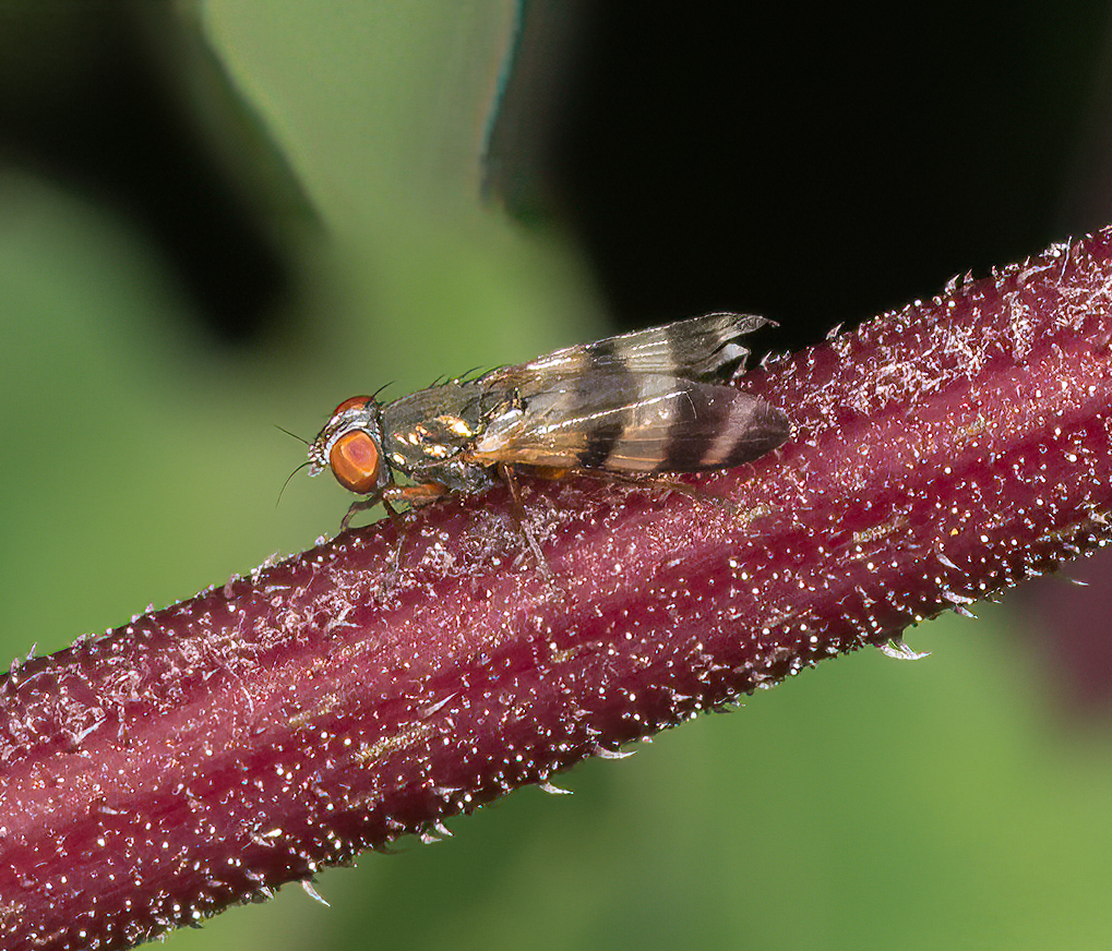 Banded-wing Flies from Nanticoke river wildlife management area ...