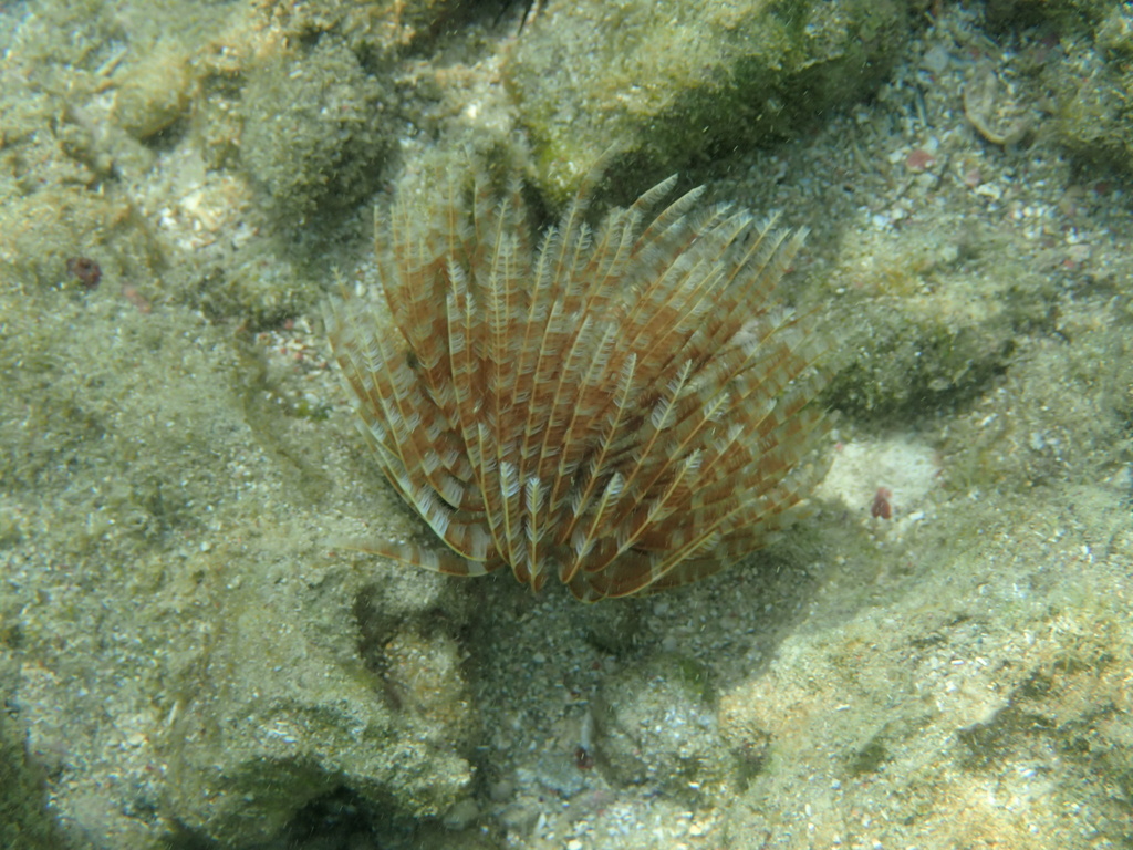 Magnificent Feather Duster Worm from North Atlantic Ocean, San Juan ...