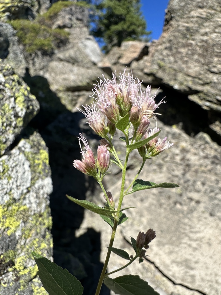 Western Snakeroot from Tehama County, CA, USA on July 28, 2023 at 10:19 ...