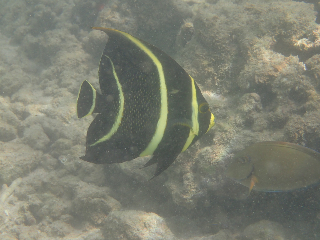 French Angelfish from North Atlantic Ocean, San Juan, Puerto Rico, US ...