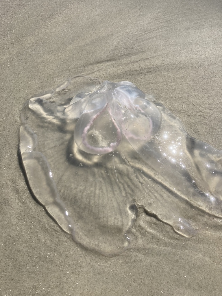 Southern Moon Jelly from North Atlantic Ocean, NC, US on September 24 ...