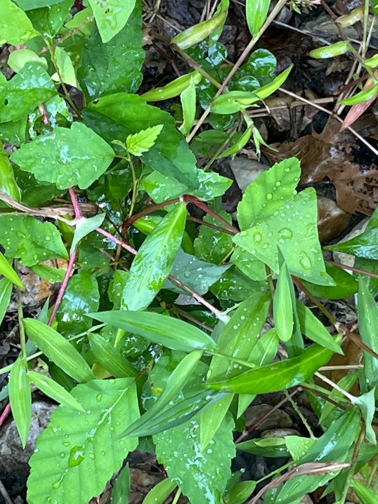 Japanese stiltgrass from Pohick, Clifton, VA, US on September 17, 2023 ...