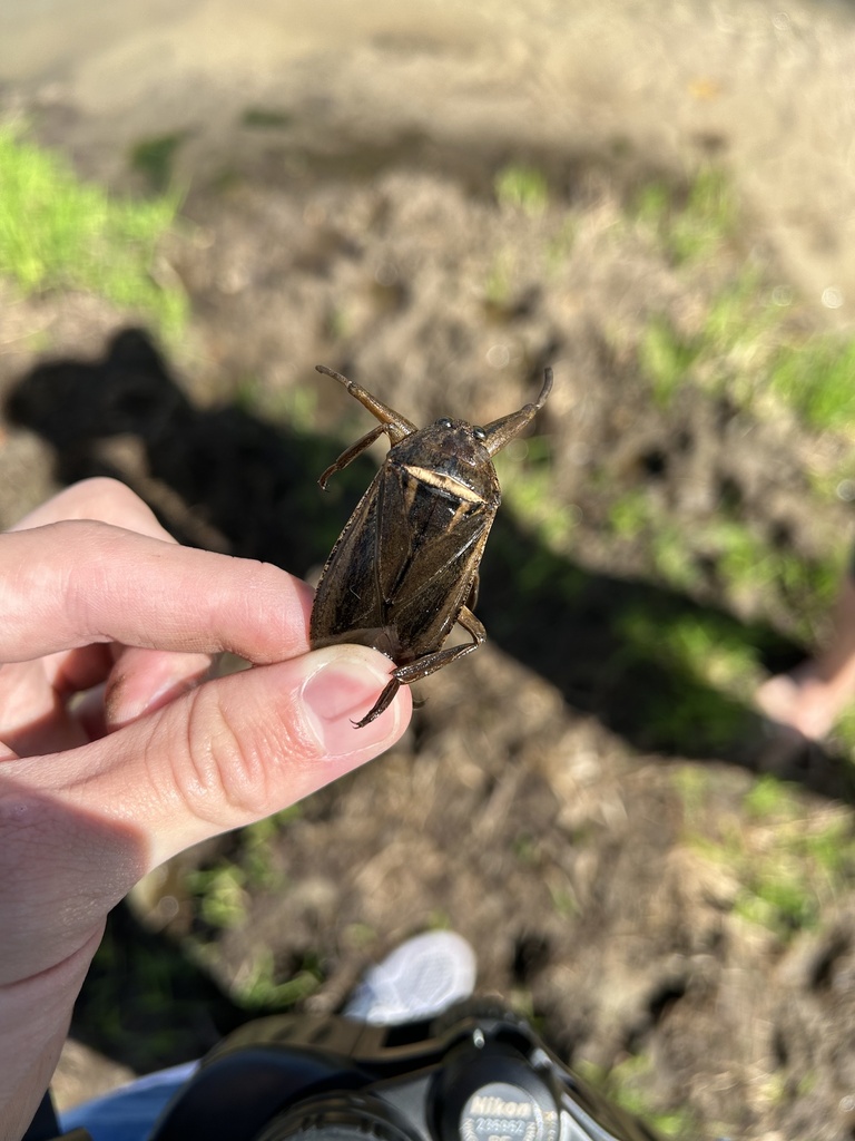 American Giant Water Bug from 457th Trail, Gordon, NE, US on September ...