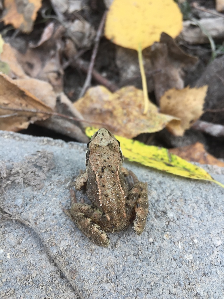 European Common Frog from Восточный административный округ, Москва ...