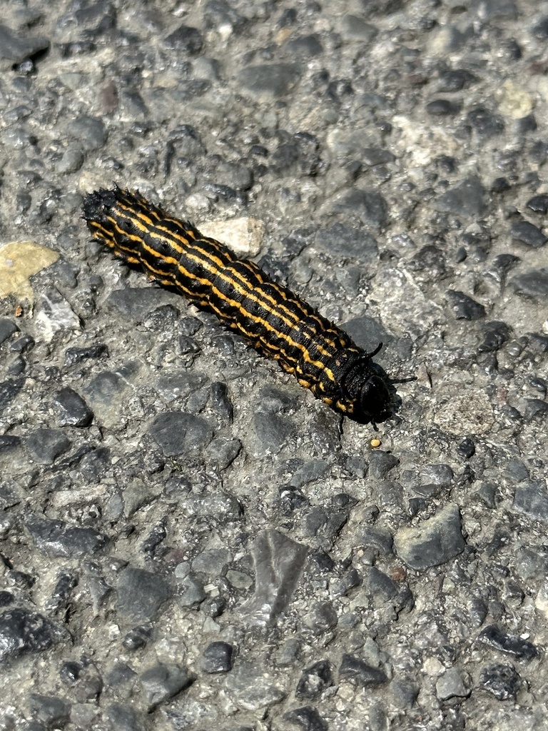 Orange-tipped Oakworm Moth from West Virginia University Institute of ...