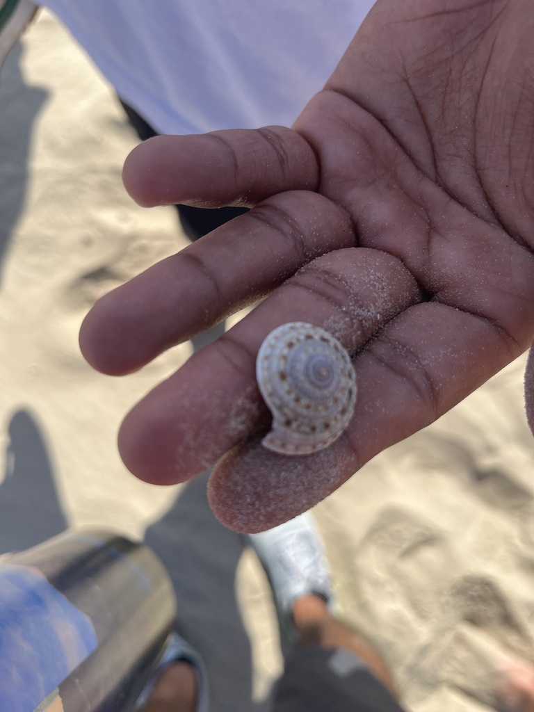 Staircase Shells from South Padre Island, South Padre Island, TX, US on ...