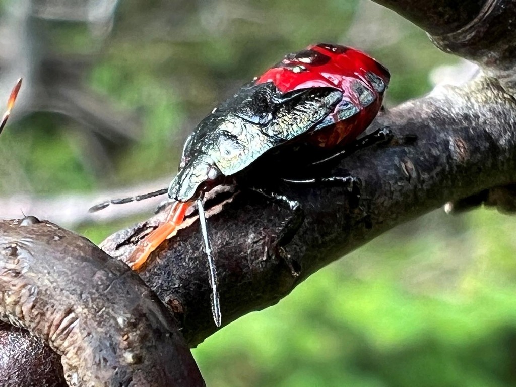 Predatory Stink Bugs from Saint Lawrence, NL A0E, Canada on September ...