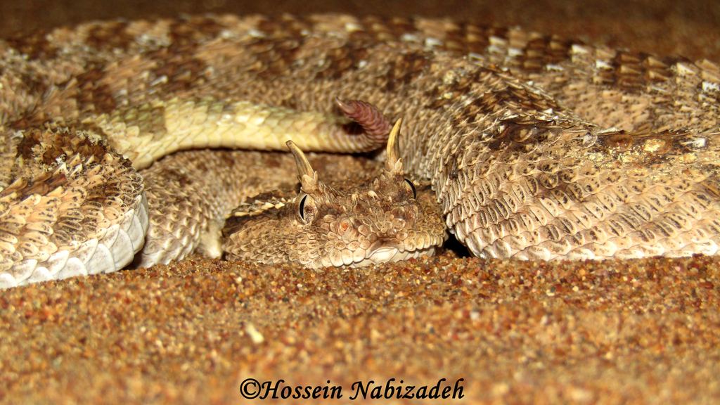 Arabian Horned Viper (Cerastes gasperettii) - Snakes and Lizards