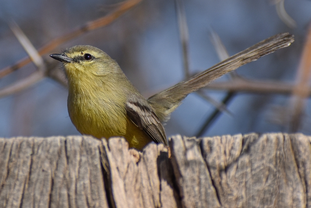 Greater Wagtail-Tyrant from Reserva de biosfera de Ñacuñán, 34° 2′ 0″ S ...