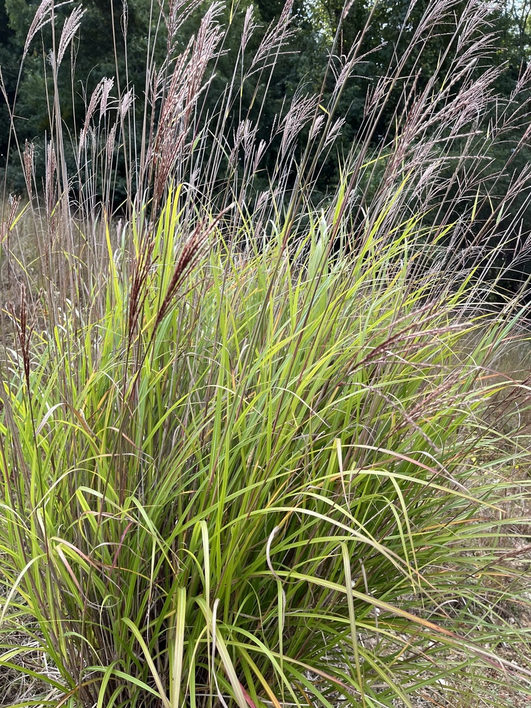 Chinese silver grass from Appalachian State University, Boone, NC, US ...