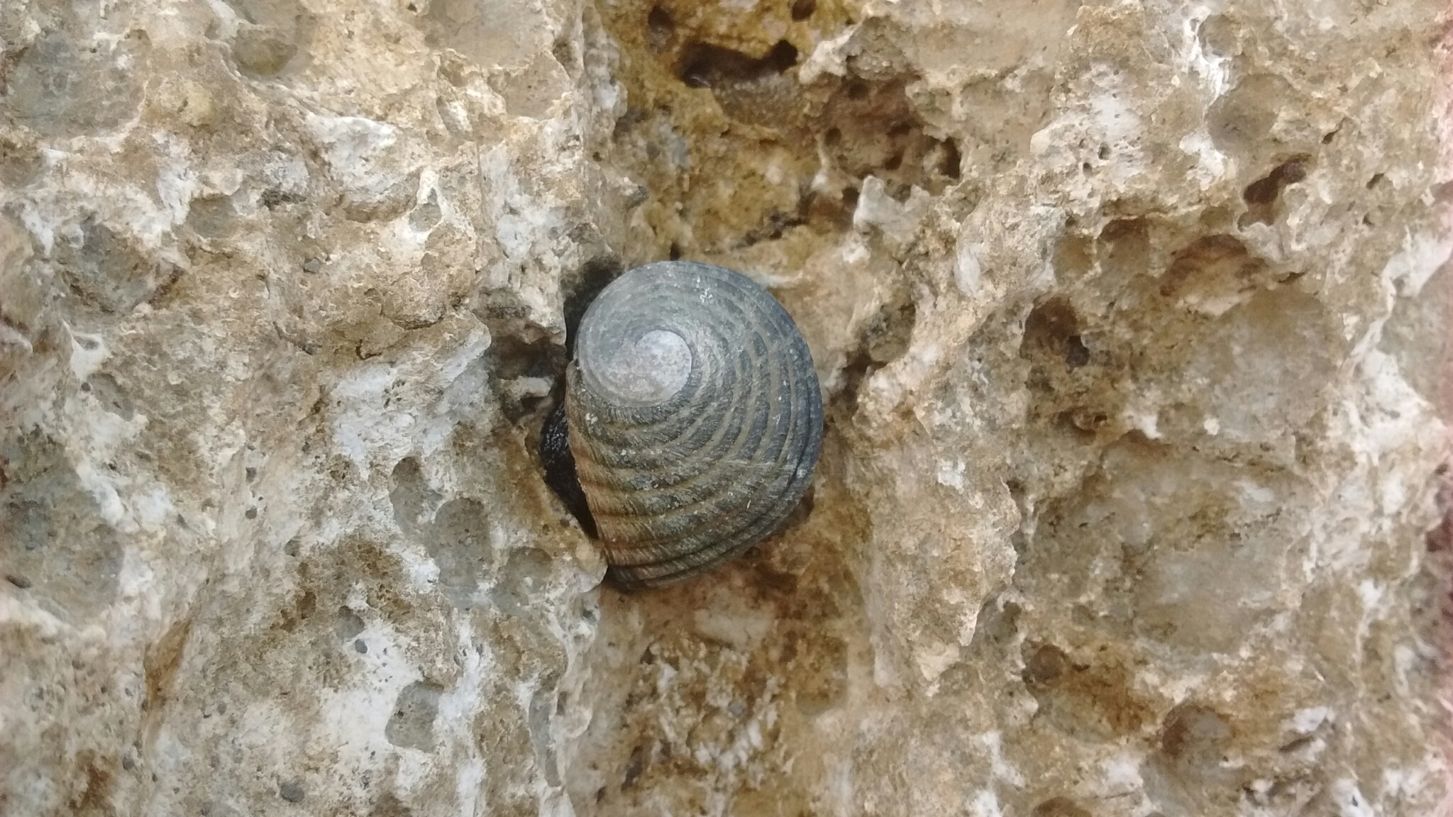 Nerita costata Gmelin, 1791