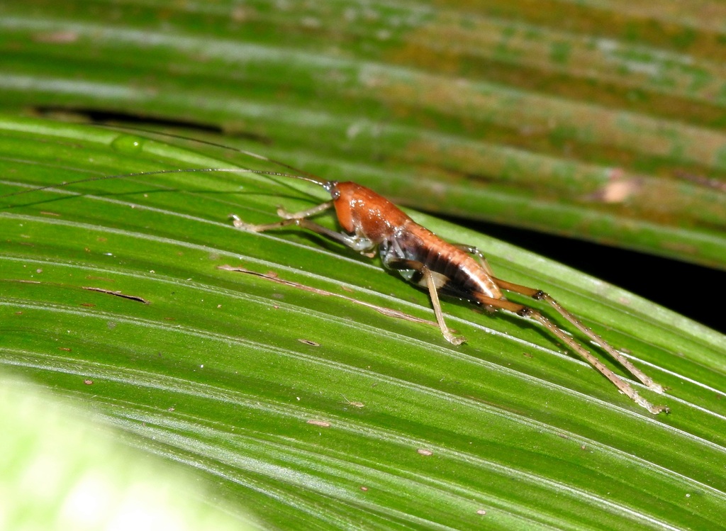 Macroxiphus sumatranus from Bukit Kiara, 60000 Kuala Lumpur, Federal ...