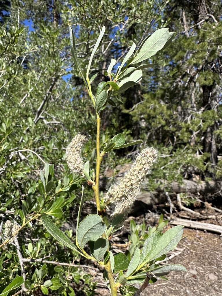 Willows from Tehama County, CA, USA on July 29, 2023 at 10:43 AM by ...
