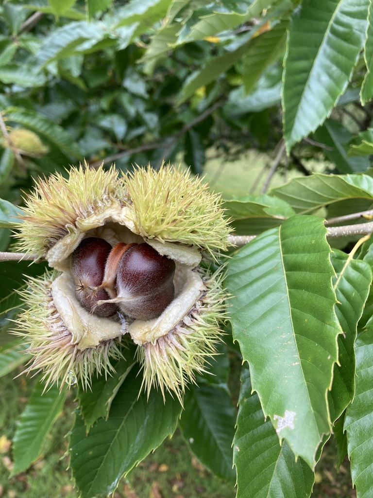 Chinese chestnut from Todd Farm Rd, Belle Vernon, PA, US on September ...
