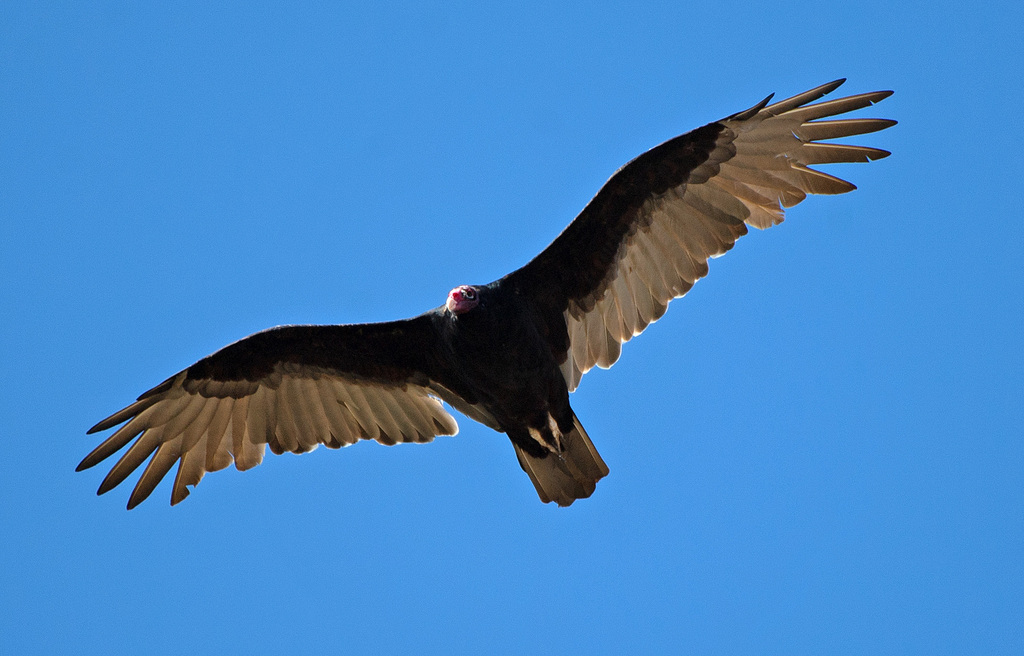 Turkey Vulture from Kendall County, TX, USA on September 17, 2023 at 09 ...