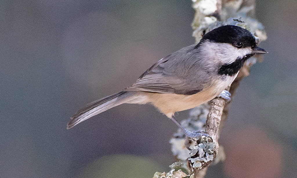 Carolina Chickadee from Kendall County, TX, USA on September 24, 2023 ...