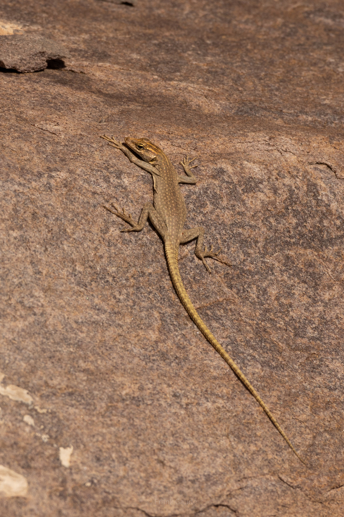 Karasburg Flat Lizard from Karas Region, Namibia on September 16, 2023 ...