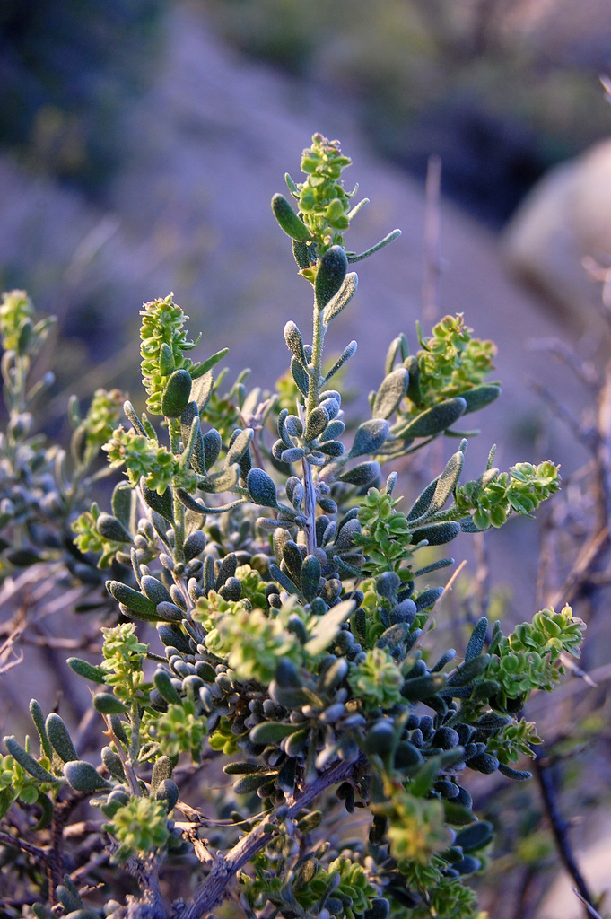 Spiny hop sage (GRSP) (OCTC Flora Guide) · iNaturalist