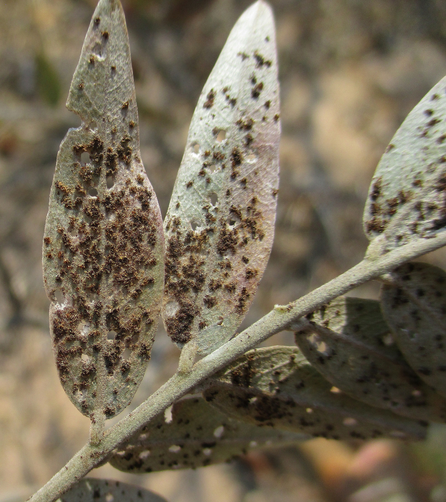 Insects from Serowe Botswana on September 24, 2023 by Botswanabugs ...