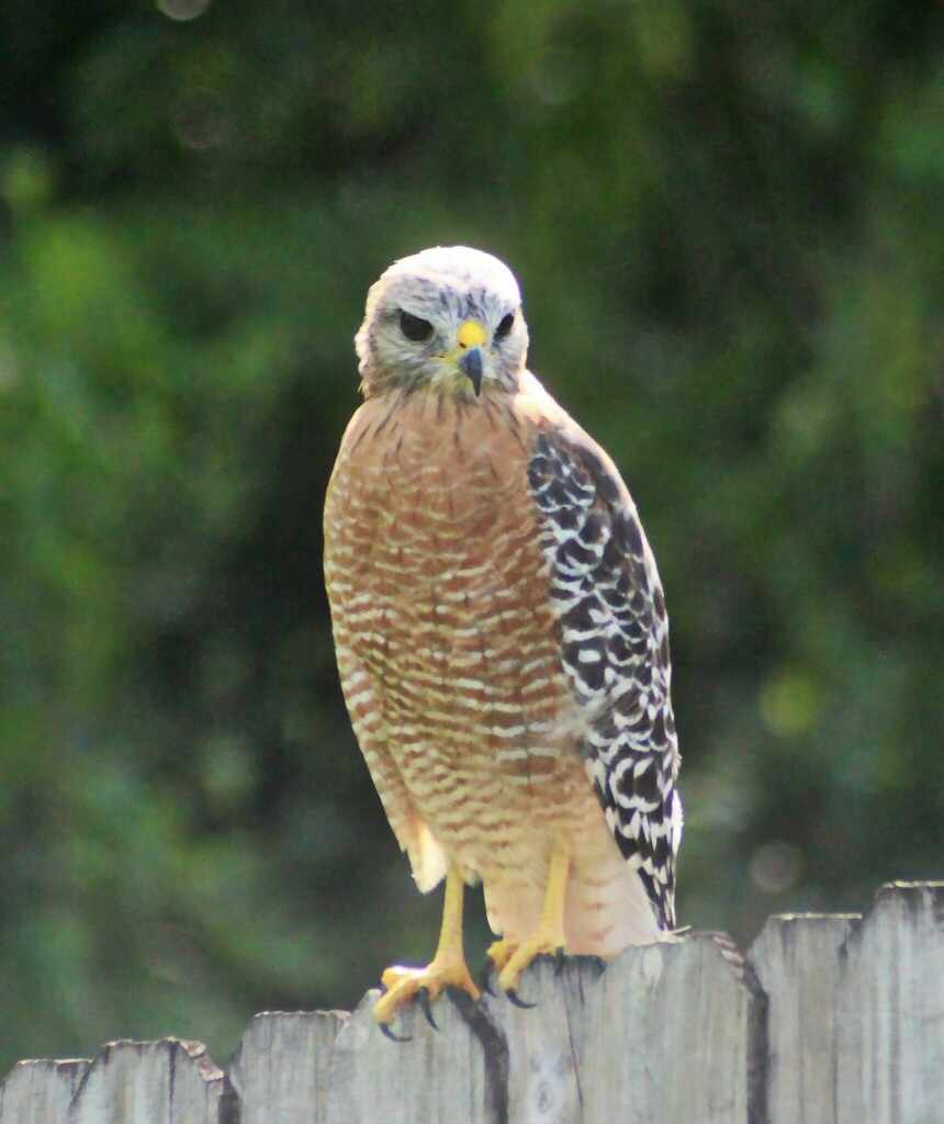 Red-shouldered Hawk from Wesley Chapel, FL, USA on September 18, 2023 ...