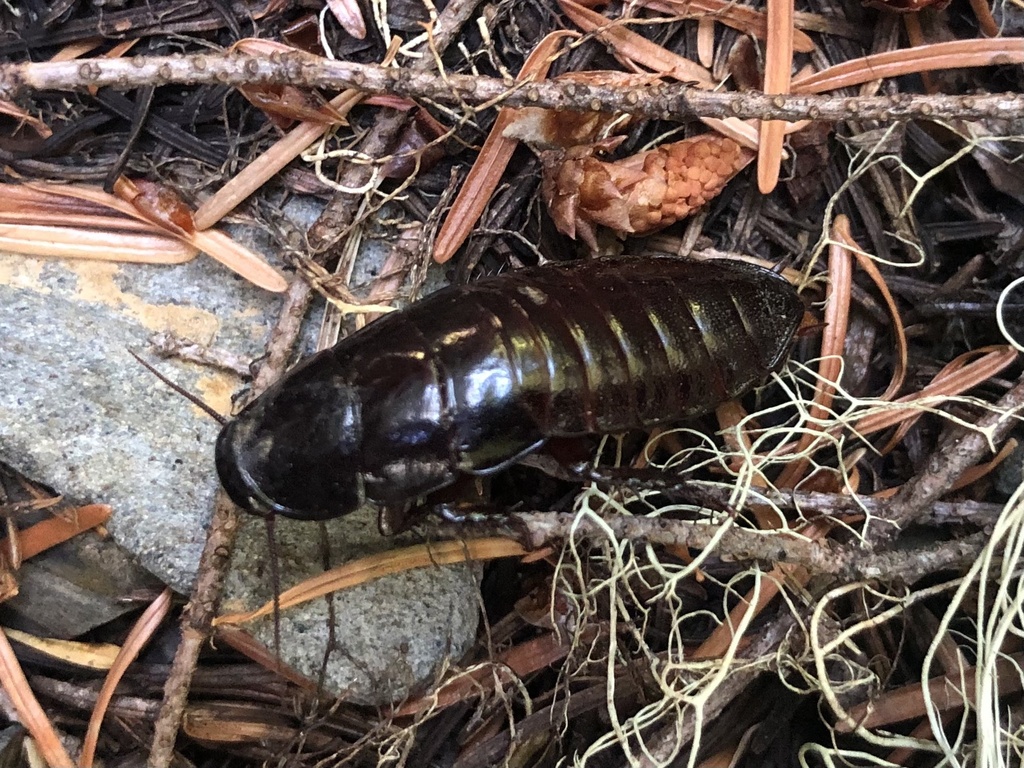 Cryptocercus clevelandi in August 2023 by mbstevens · iNaturalist