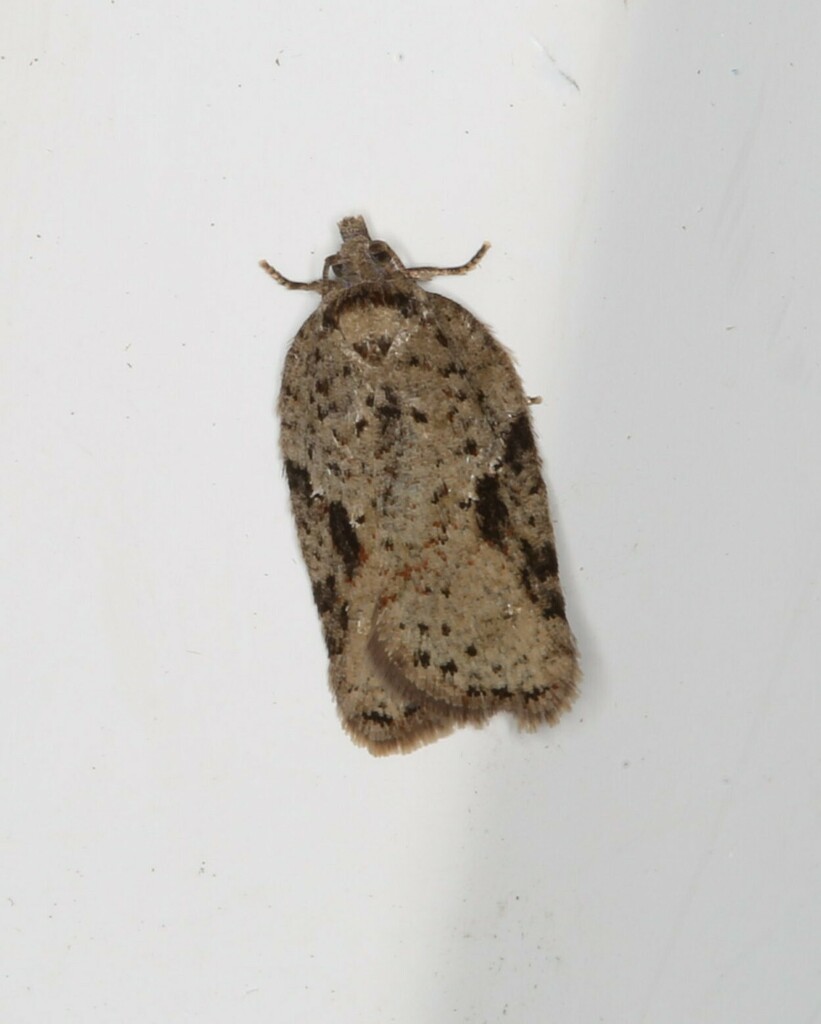 North American Black-headed Birch Leaffolder Moth from Mont-Joli, QC ...