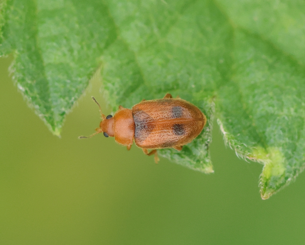 Spotted Marsh Ladybird from Oudalle, France on September 25, 2023 at 06 ...