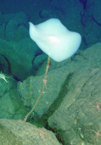 Caulophacus sp. (PH18) (NorthEast Pacific Deep Exploration Project (a ...