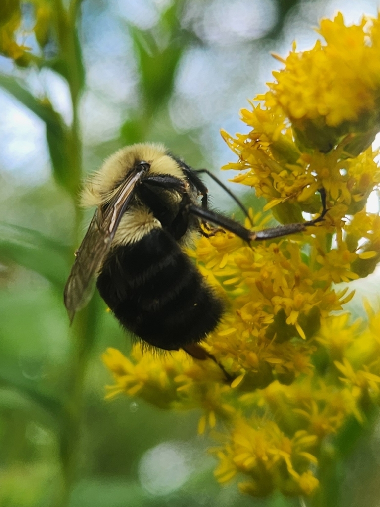 Common Eastern Bumble Bee from Middletown, MD 21769, USA on September ...