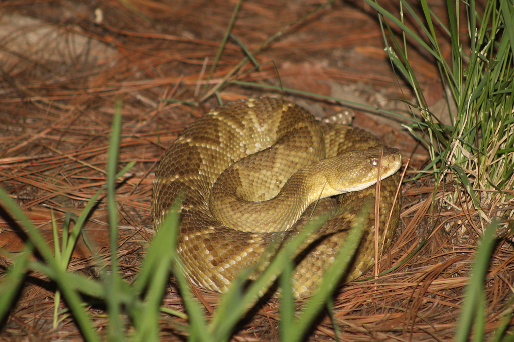 Basilisk Rattlesnake from Zapopan, Jal., México on September 24, 2023 ...