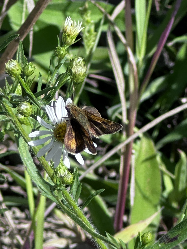 Peck's Skipper from Kokomo on September 25, 2023 at 12:16 PM by Jessica ...