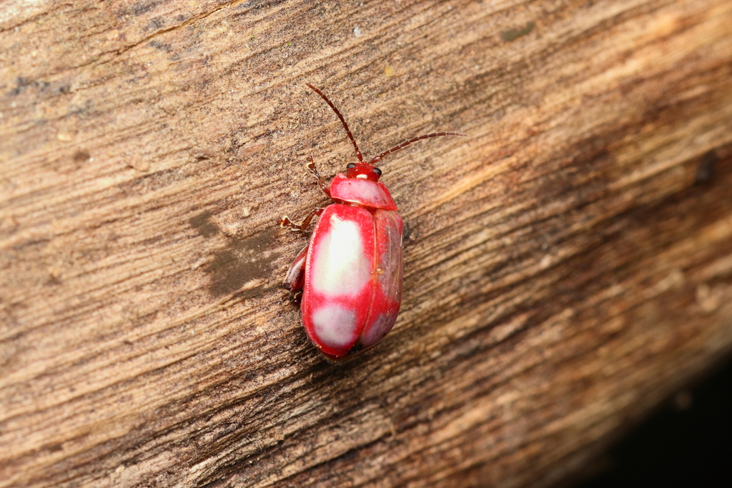 Asphaera communis from Jardim Recanto do Sol, São Paulo - SP, Brasil on ...