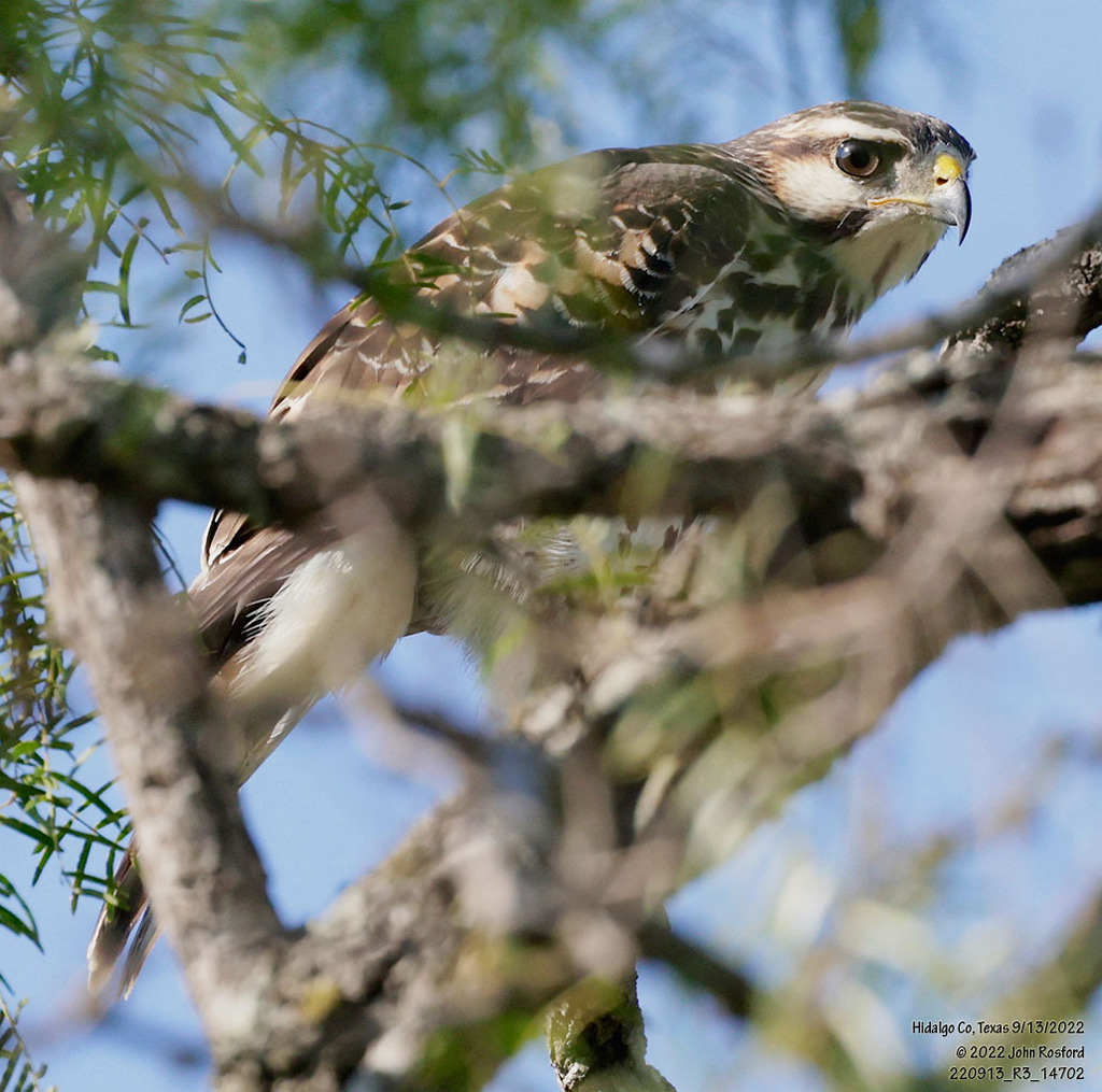 Gray Hawk from Hidalgo County, TX, USA on September 13, 2022 at 09:32 ...