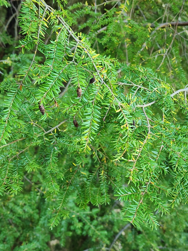 eastern hemlock from Brown Township, IN, USA on September 23, 2023 at ...